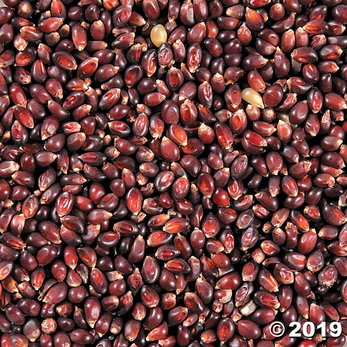 Sunset Red Popcorn Kernels (1 lb(s)) | GlowUniverse.com