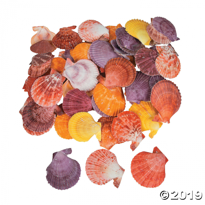 Dyed Pecten Nobilis Sea Shells (2 lb(s)) | GlowUniverse.com